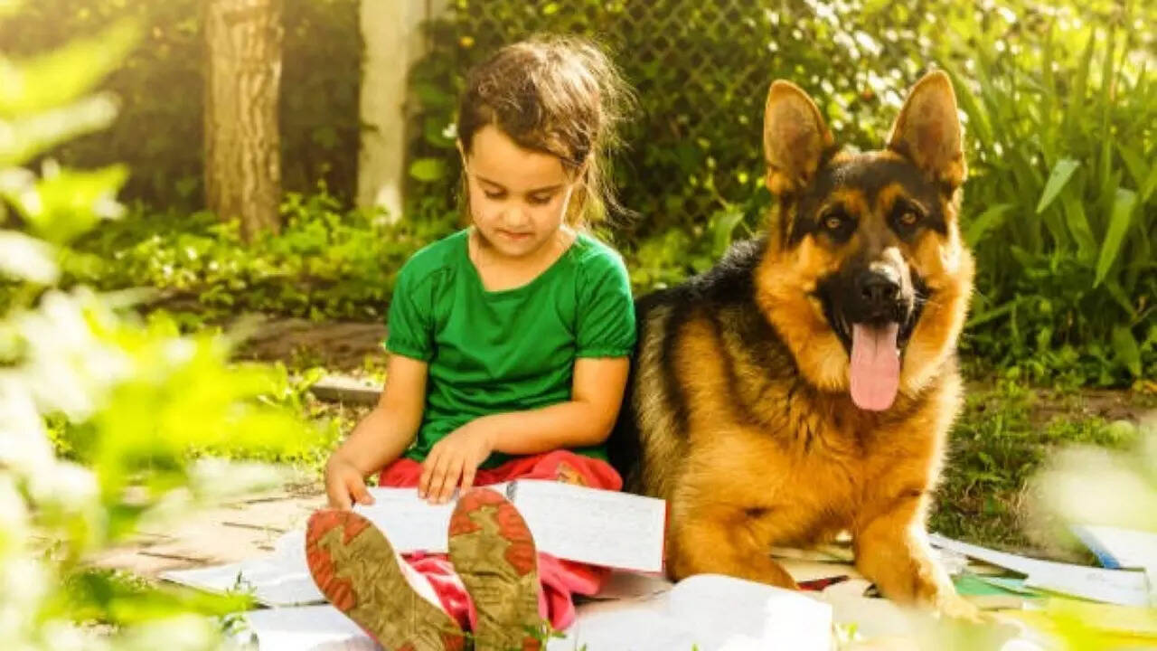German Shepherd: 7 reasons why this dog breed is good for children