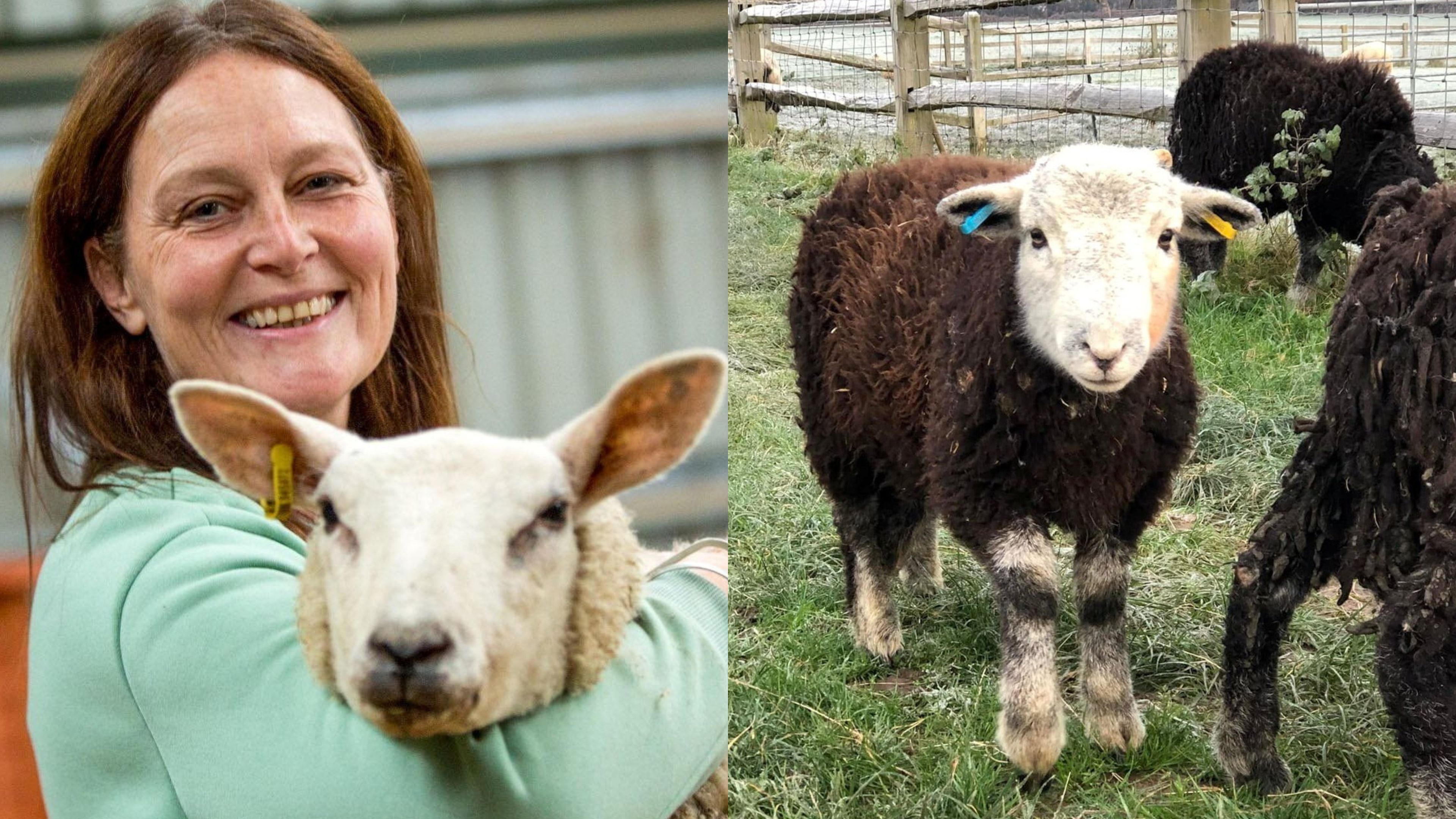 Woman who started sanctuary in garden for 'unwanted' animals says it ...