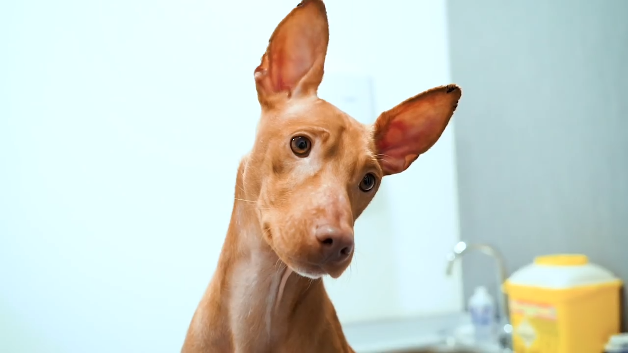 Dumped at the pound with a broken leg this dog’s survival story stuns ...