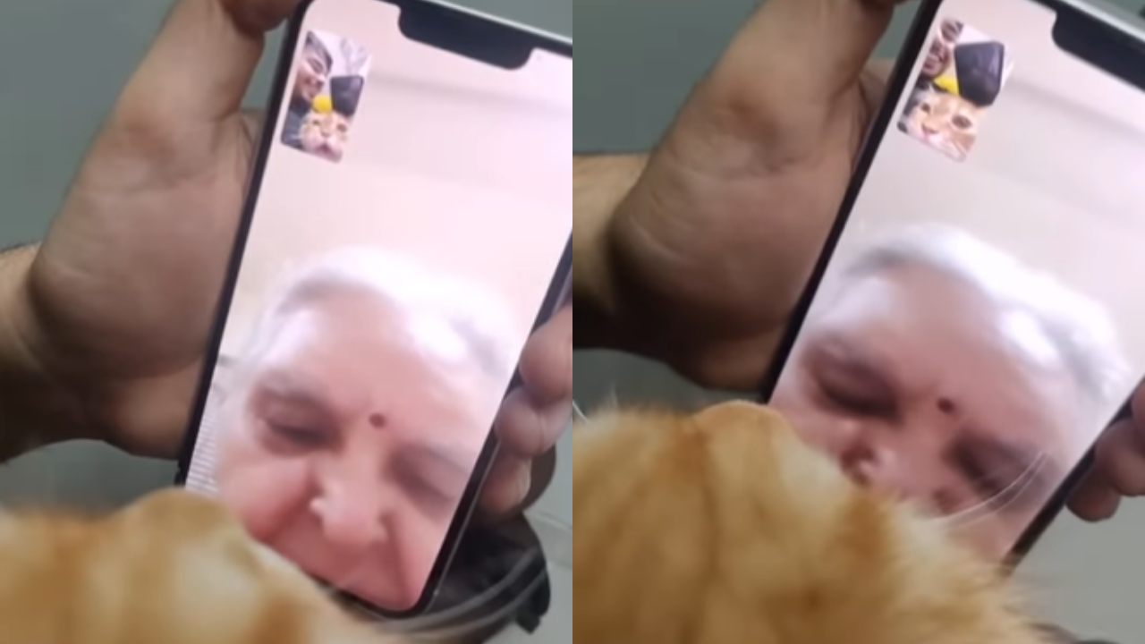 Cutest Video Of The Month? Pet Cat’s Adorable Video Call With Grandma ...