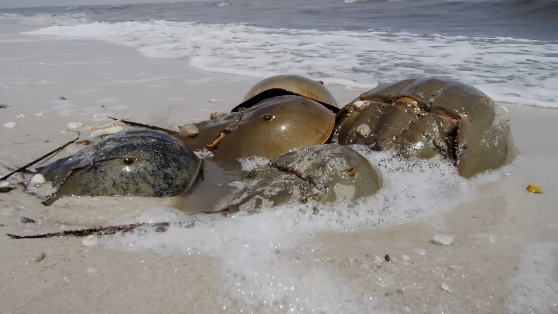 How horseshoe crab blood became more valuable than gold
