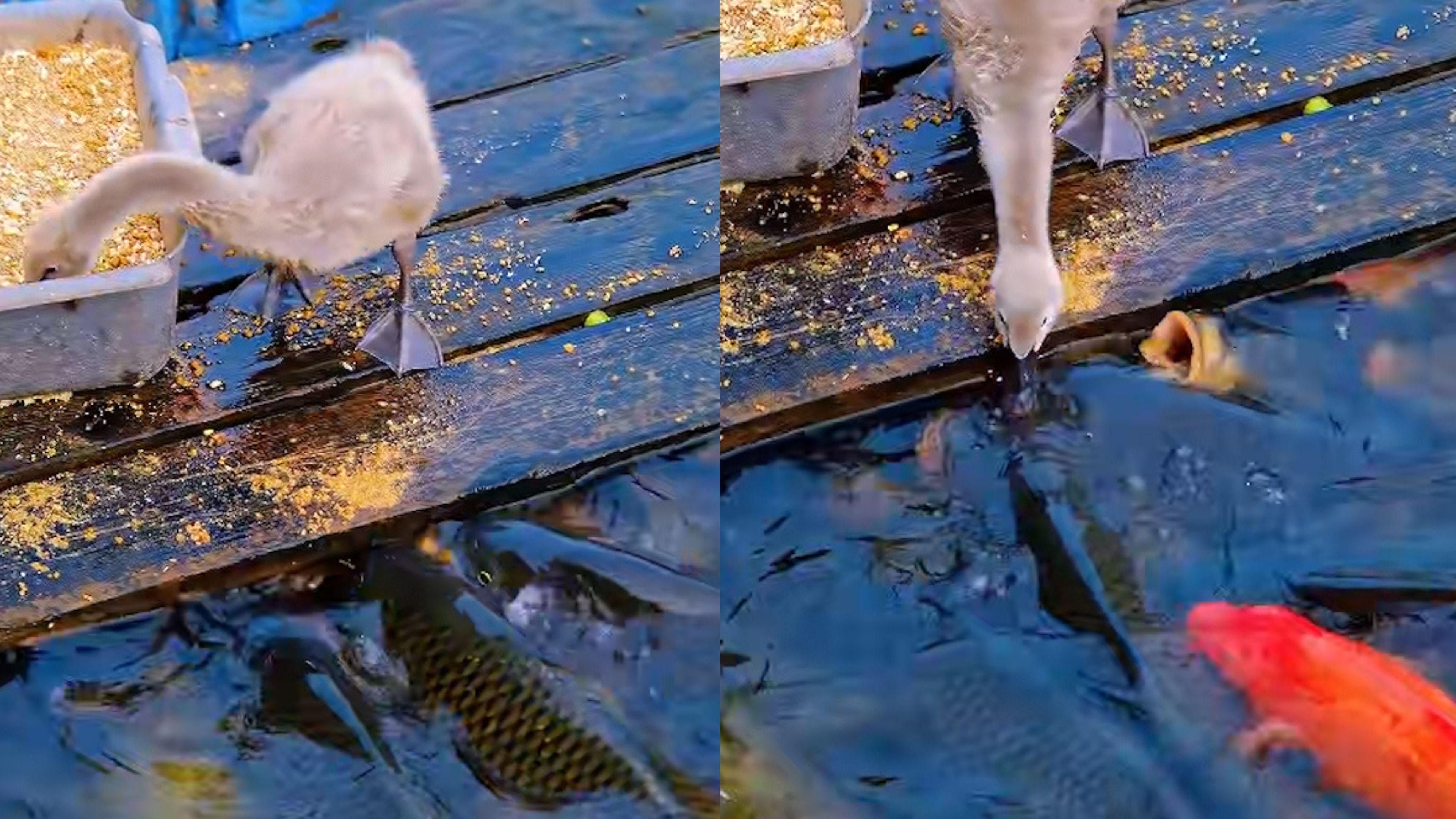 Baby goose appears to ‘feed’ hungry fish by dropping food into a lake