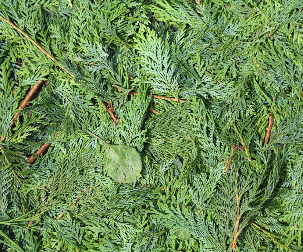 Czy ścięte gałęzie tui nadają się na ściółkę? Odpowiada ekspert