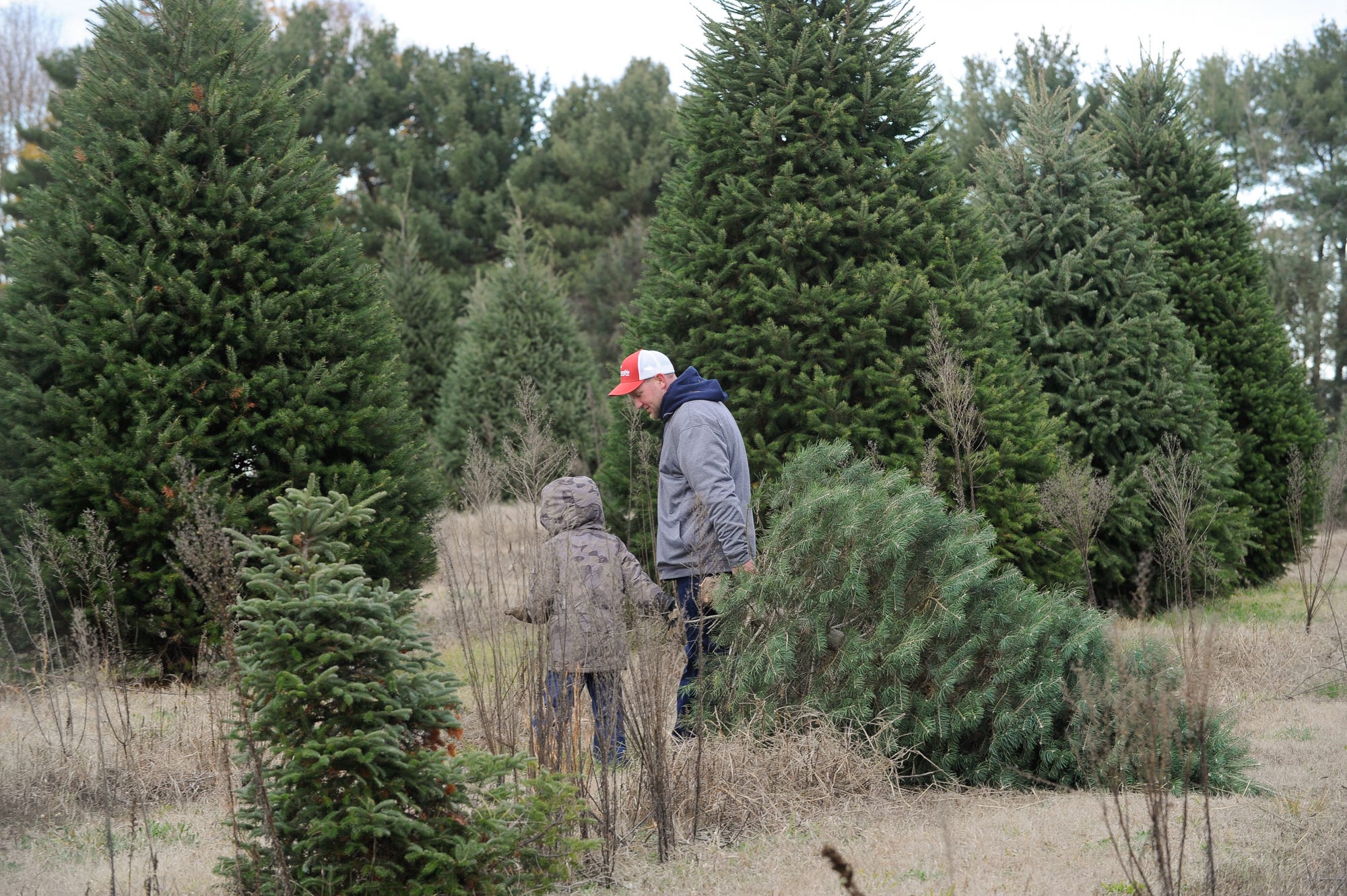 Best way to get rid of a Christmas tree in Delaware is by recycling