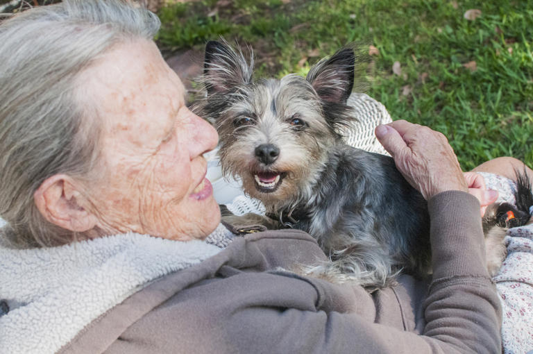 Manovra, gli emendamenti per gli animali: aiuti alle famiglie a basso ...