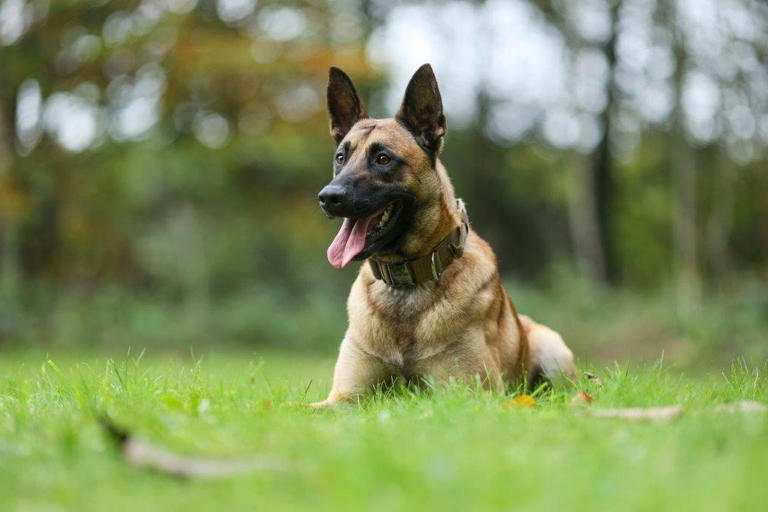 Moment police dog sniffs out suspect hiding in wheelie bin