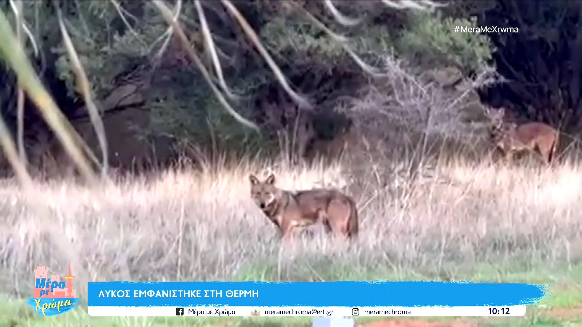 Θεσσαλονίκη: Λύκος εμφανίστηκε στη Θέρμη