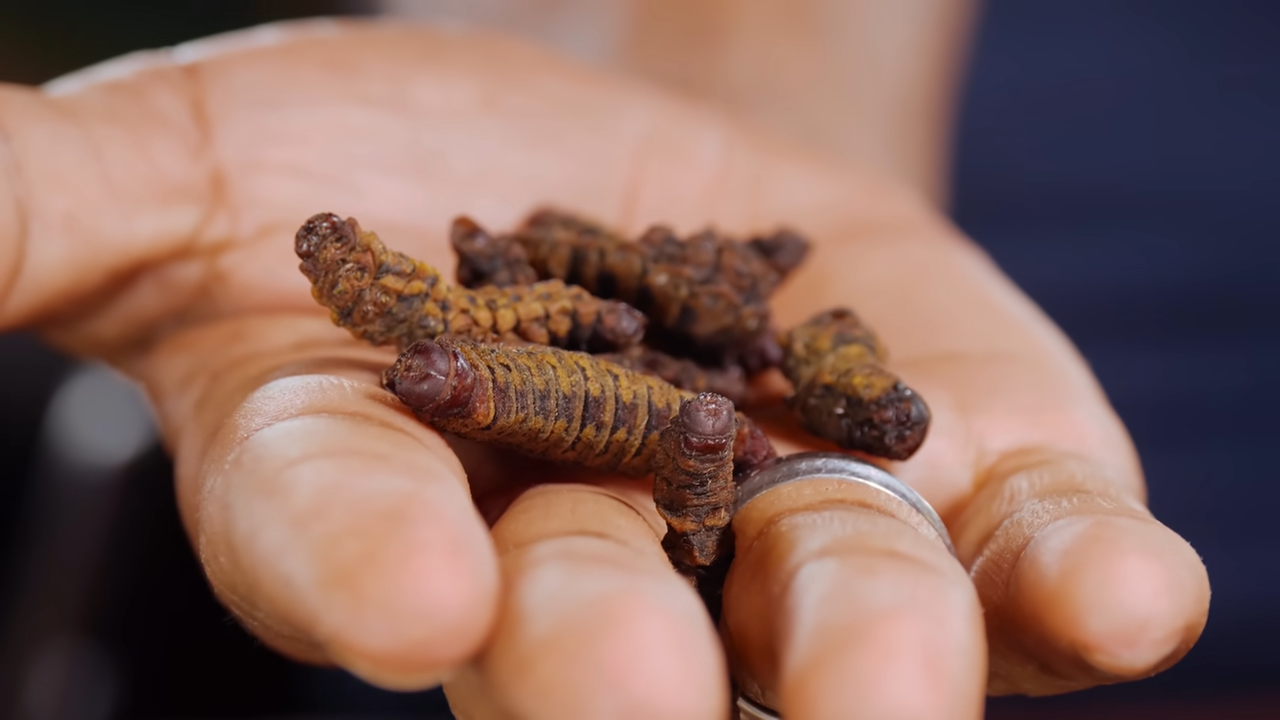 Zimbabwe’s exotic meat culture revealed in one unforgettable village visit