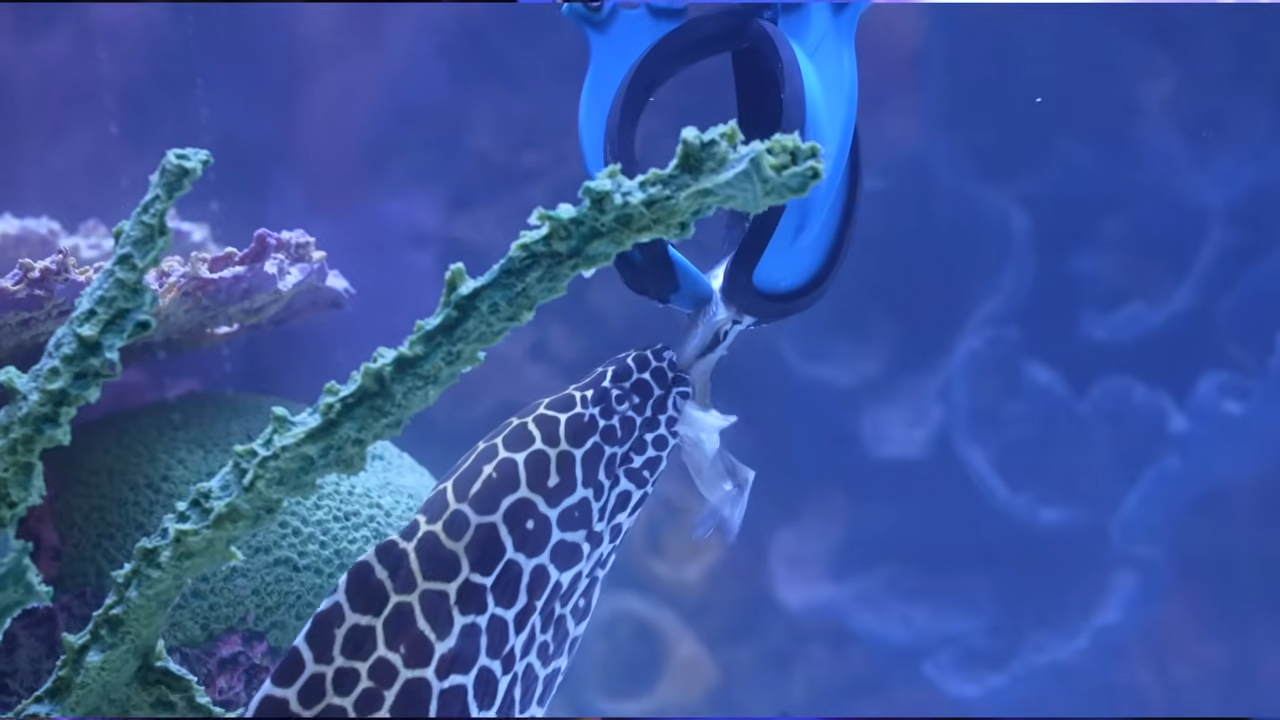 New lionfish enter the aquarium and the mood changes fast
