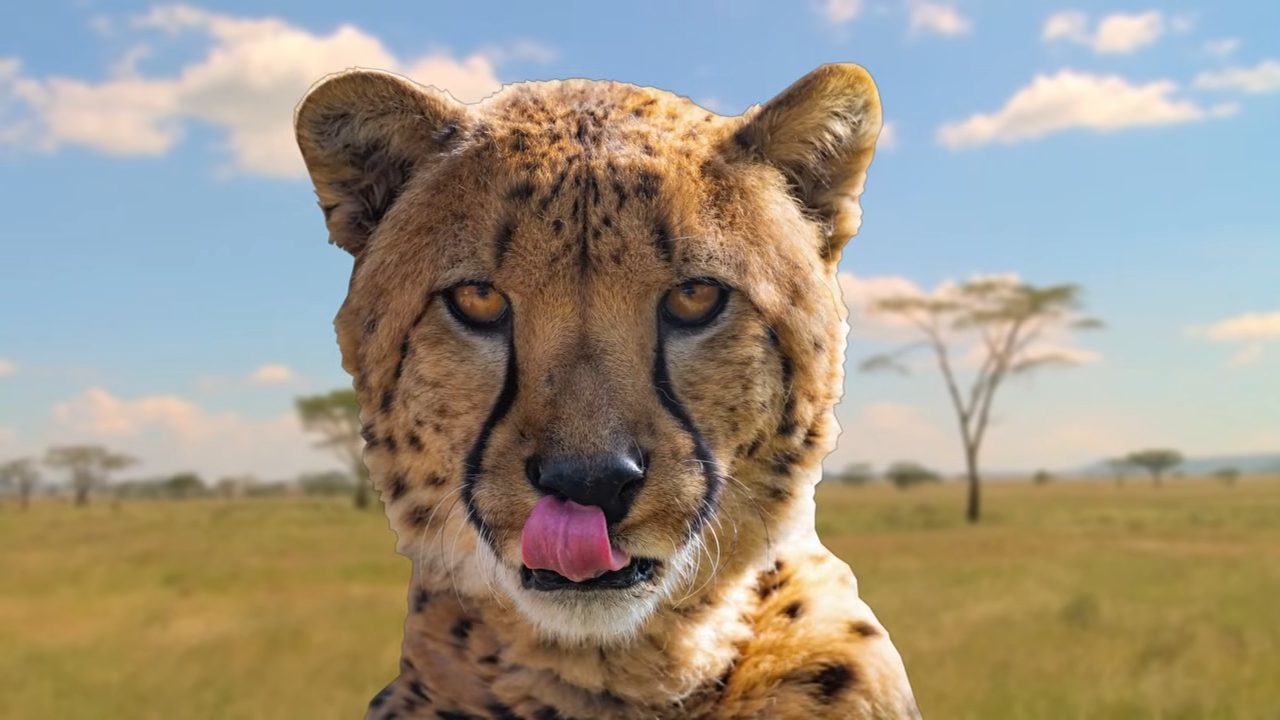 From Africa to Oceania, the most successful animal reintroductions on ...