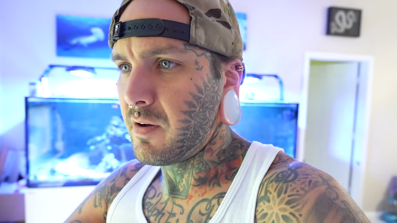 The satisfying ExoTerra setup that turns into a playground for baby lizards