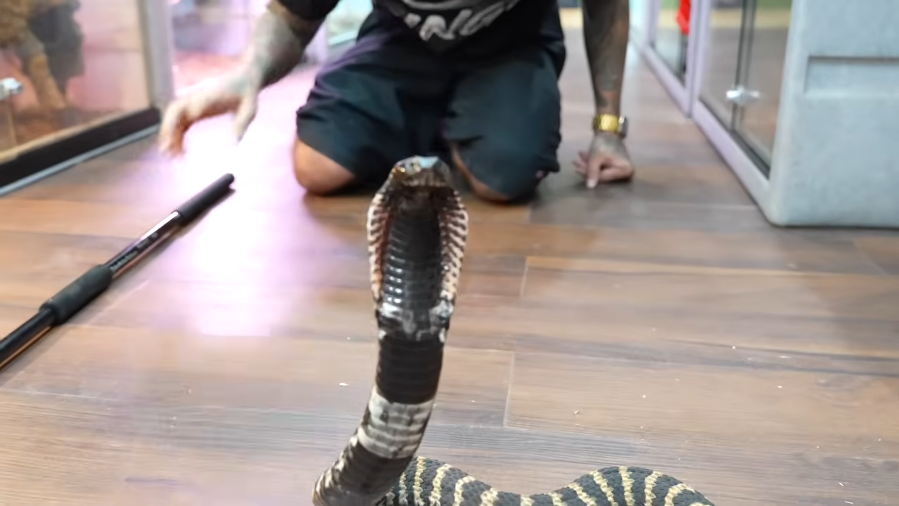 The unexpected choices behind my top 3 venomous snakes