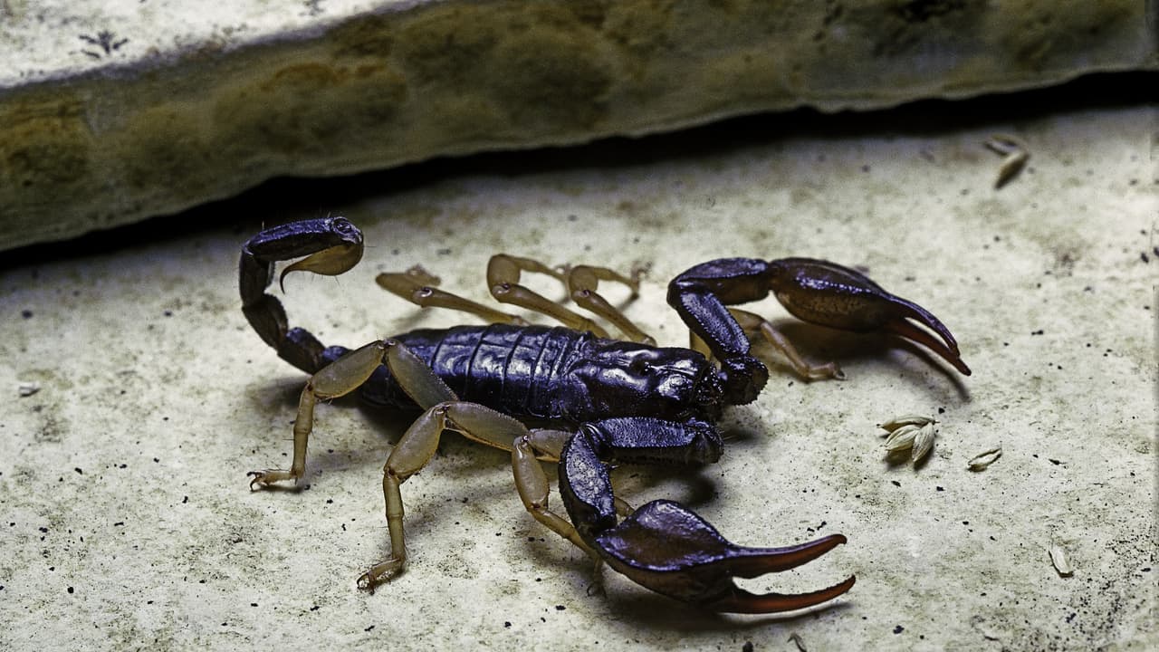 Amazon Scorpion Venom Reveals Powerful Anti-Cancer Molecule Driving New ...