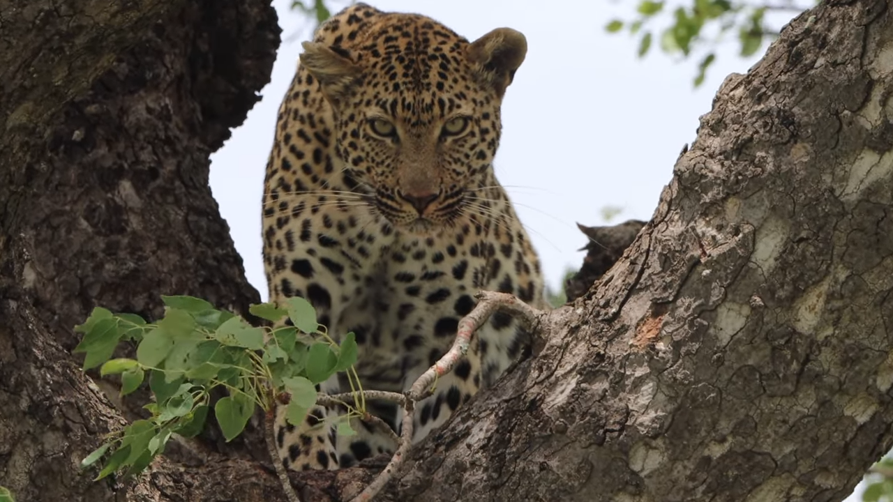 Three African species that could disrupt South America’s ecological balance