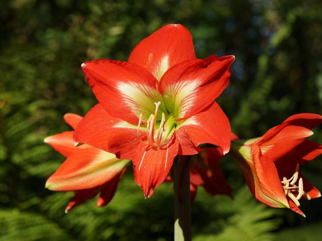 Amaryllis zum Blühen bringen: Trick bringt große Blüte hervor