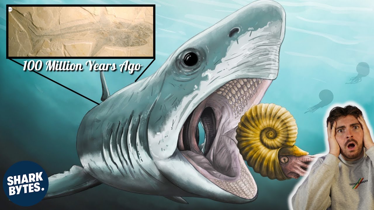 The extinct shark with crushing teeth that just gave up its secrets
