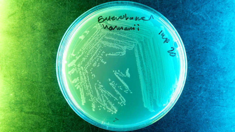 Major UK project launched to tackle drug-resistant superbugs with AI