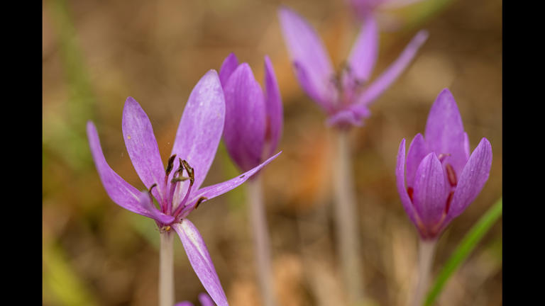 I saw red and you should, too! Now’s your last chance to capture ...