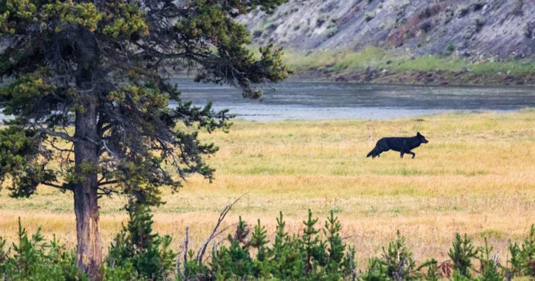 New Study Reveals How Wolves Affect the Ecosystem of Isle Royale ...