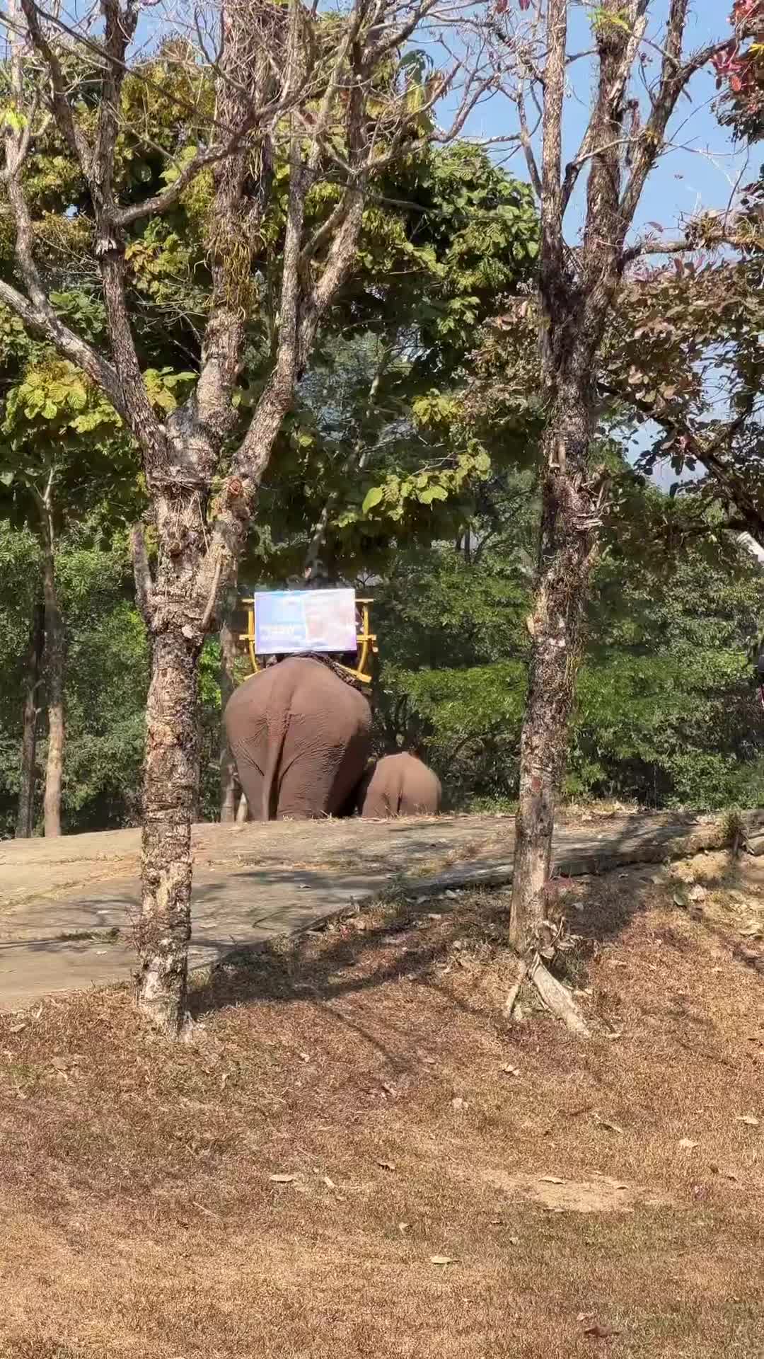 This is so sad 😞🐘 Please don’t ride an elephant 🙏🏼 This was in Vang ...