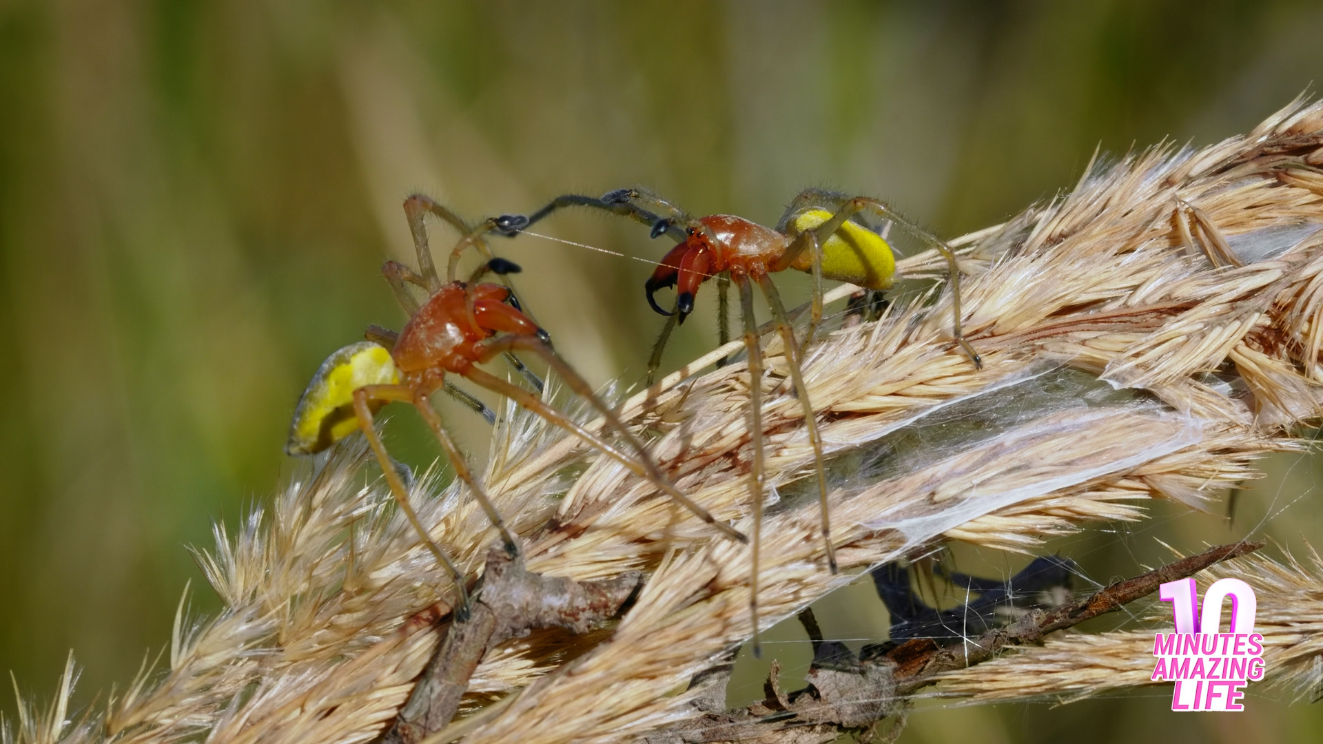 The Spiders Working on Their Web
