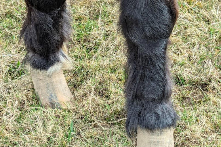 Shetland Pony left in pain by owner and walking awkwardly because of ...