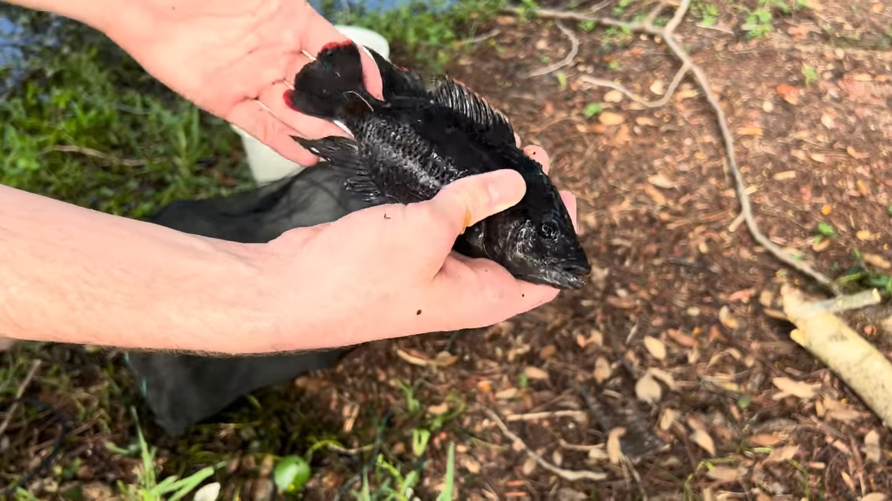 Fish trap catches colorful fish living in a Walmart sewer