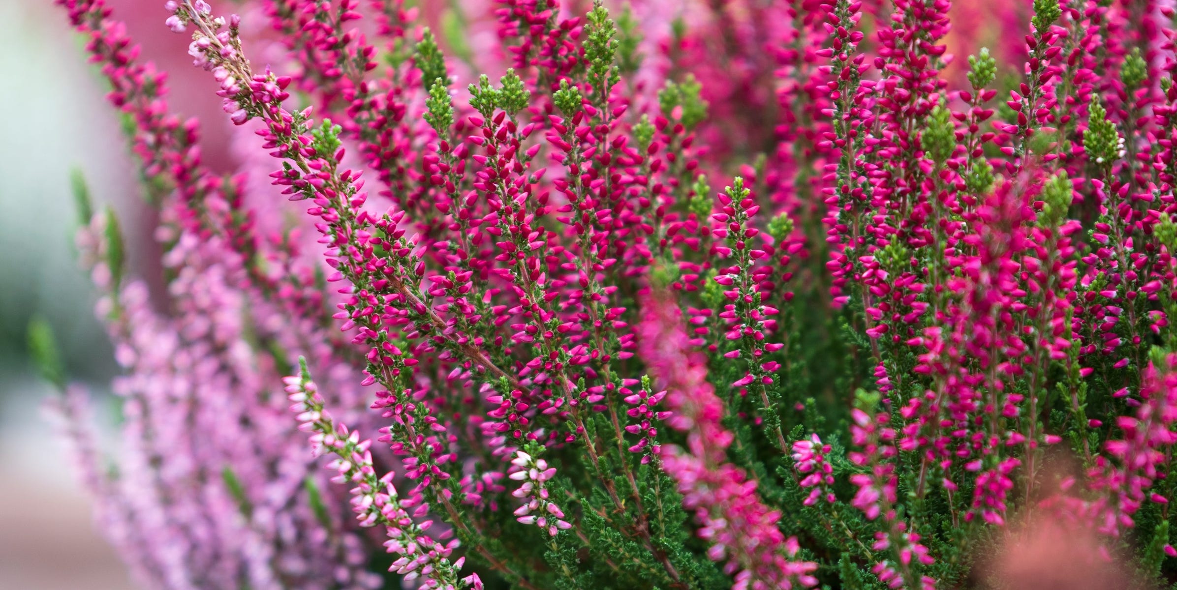 15 hardy winter plants to pot up now