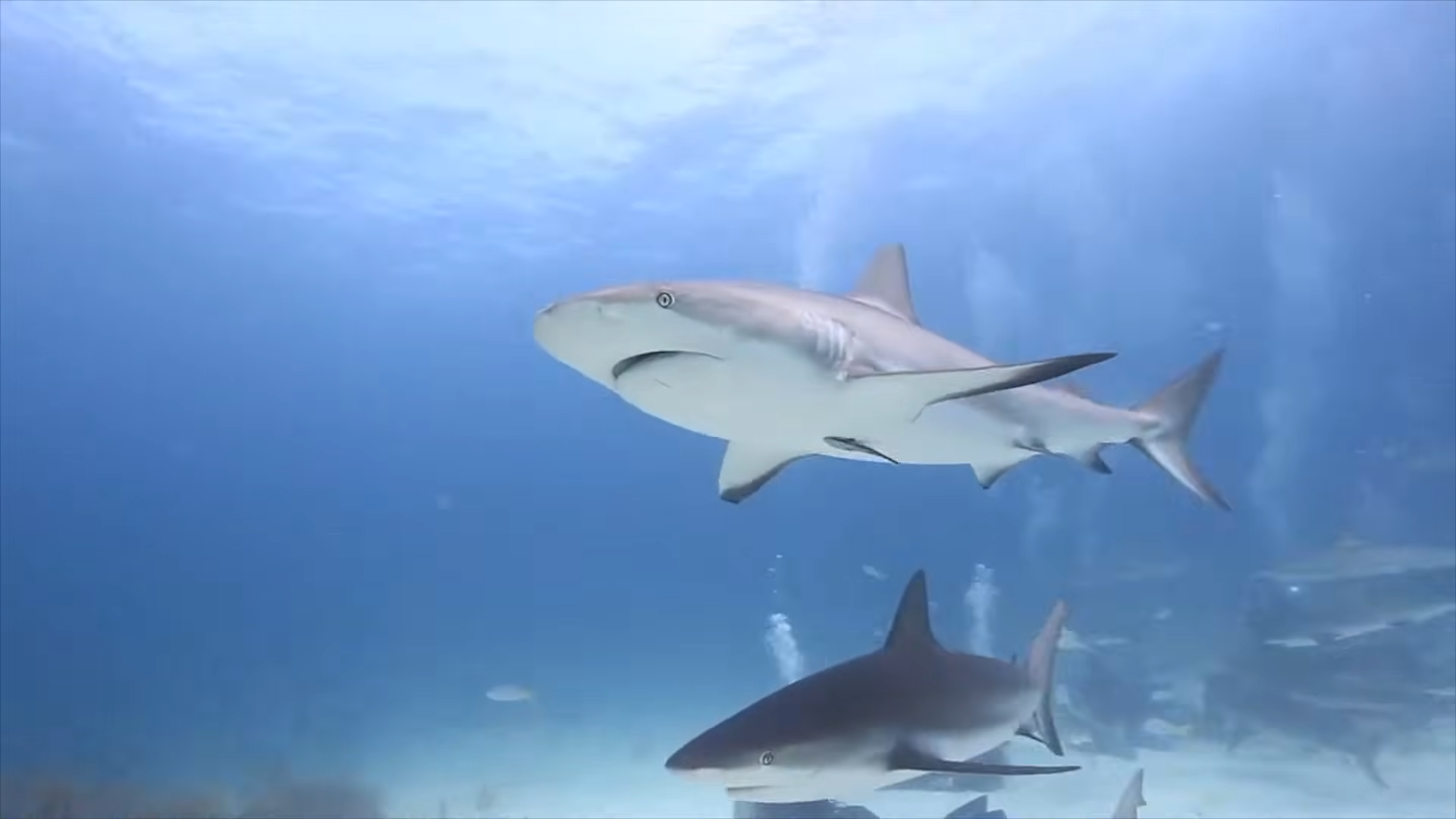 They were in a tropical paradise - until a shark turned it into hell