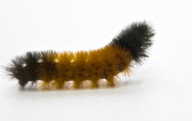 Lori Borgman: Story of Fred gets a bit fuzzy