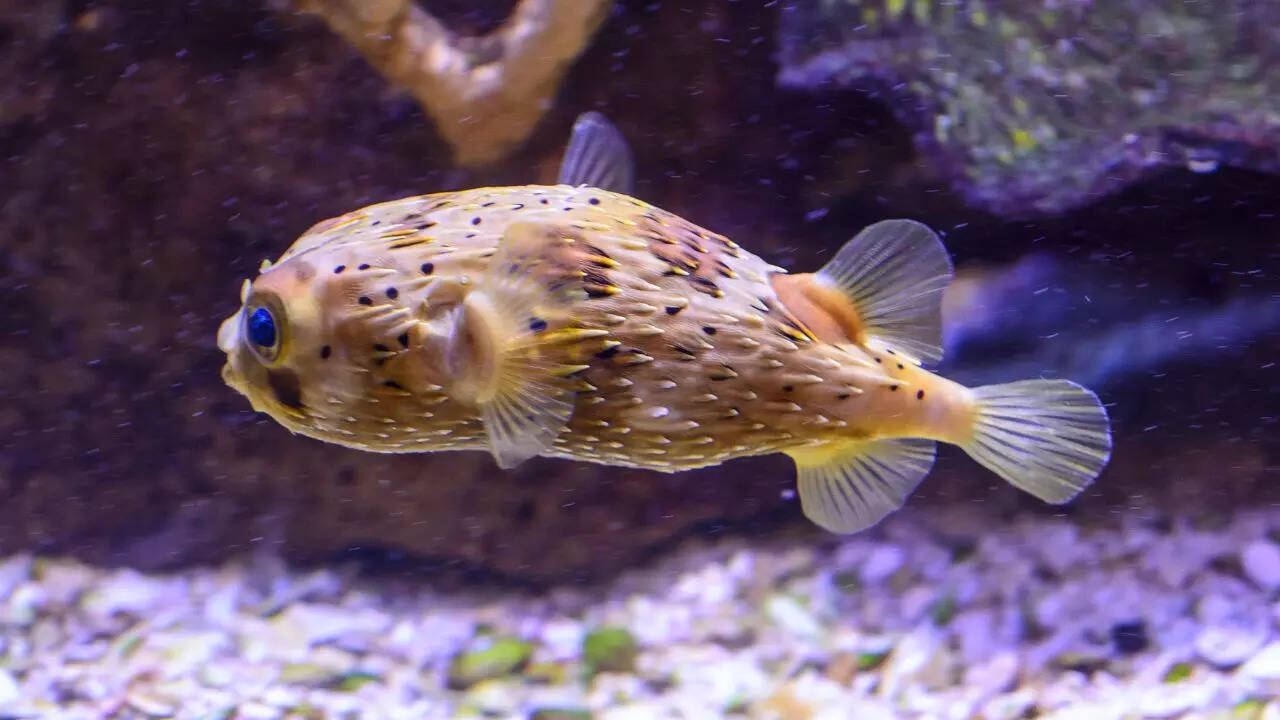 10 animals whose names start with the letter P!