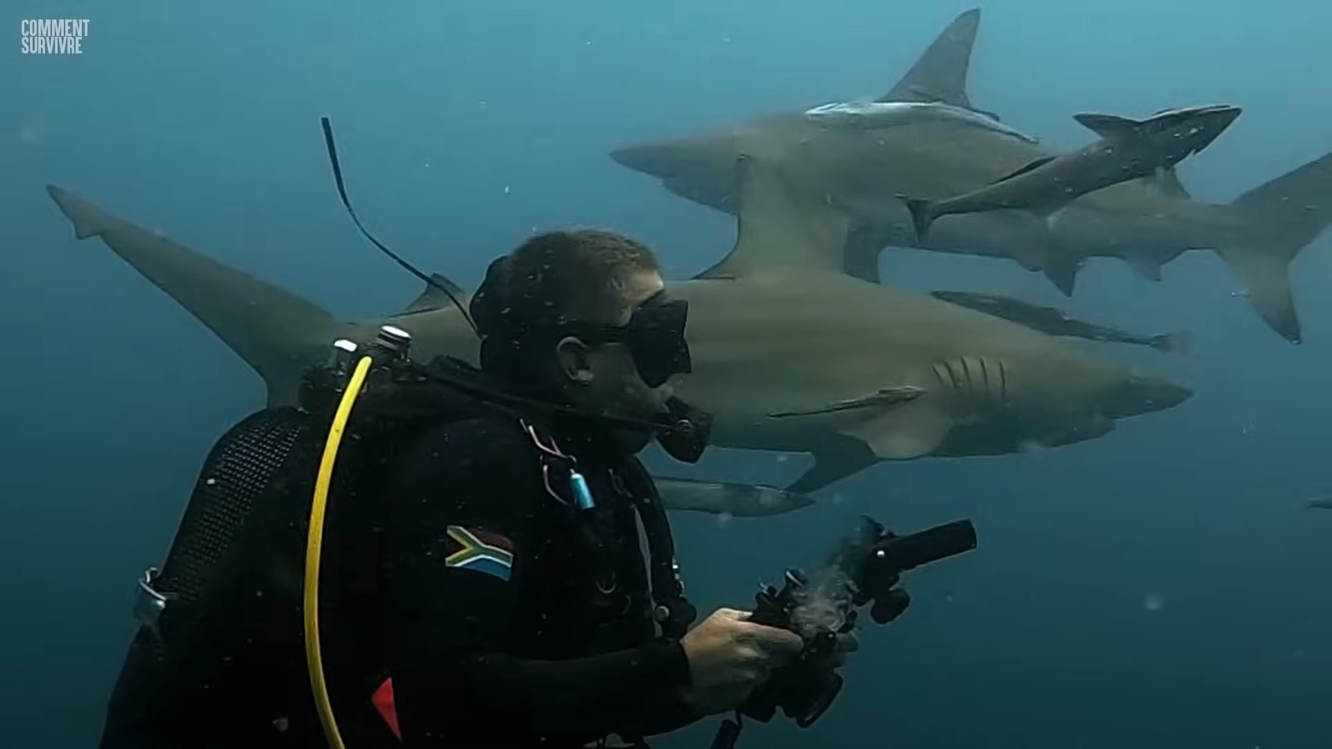 Les attaques de requins les plus meurtrières de l’histoire