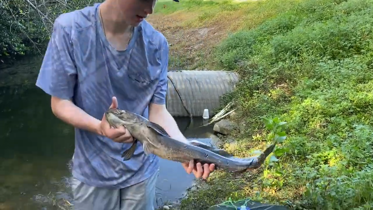 Fish trap catches an eel fish in a tiny creek