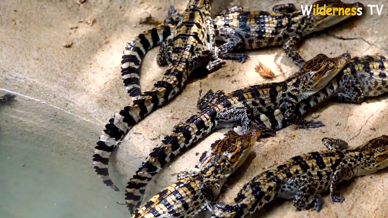 Building the most amazing secret crocodile pond underground in the deep ...