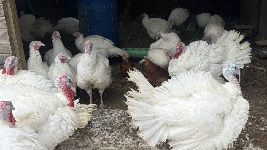 Talking turkey: Local farmers prepare for Thanksgiving