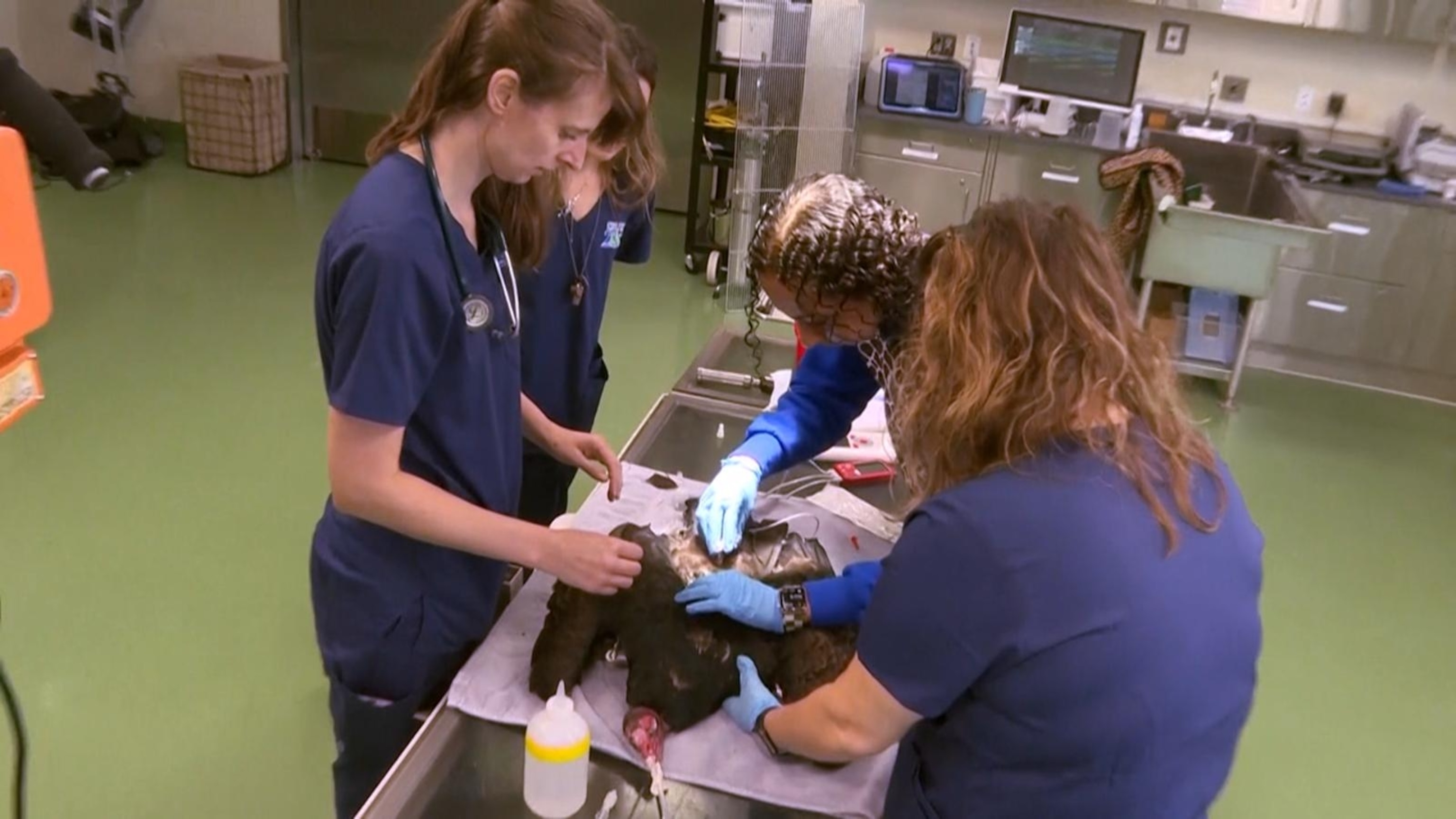 Zoo offers rare look at animal medical treatment