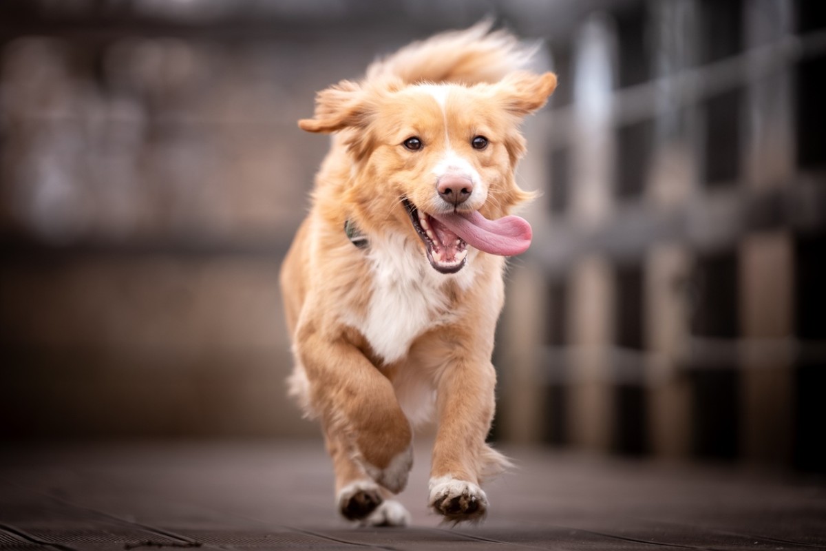 7 Best High-Energy Dog Breeds Perfect for Active Families