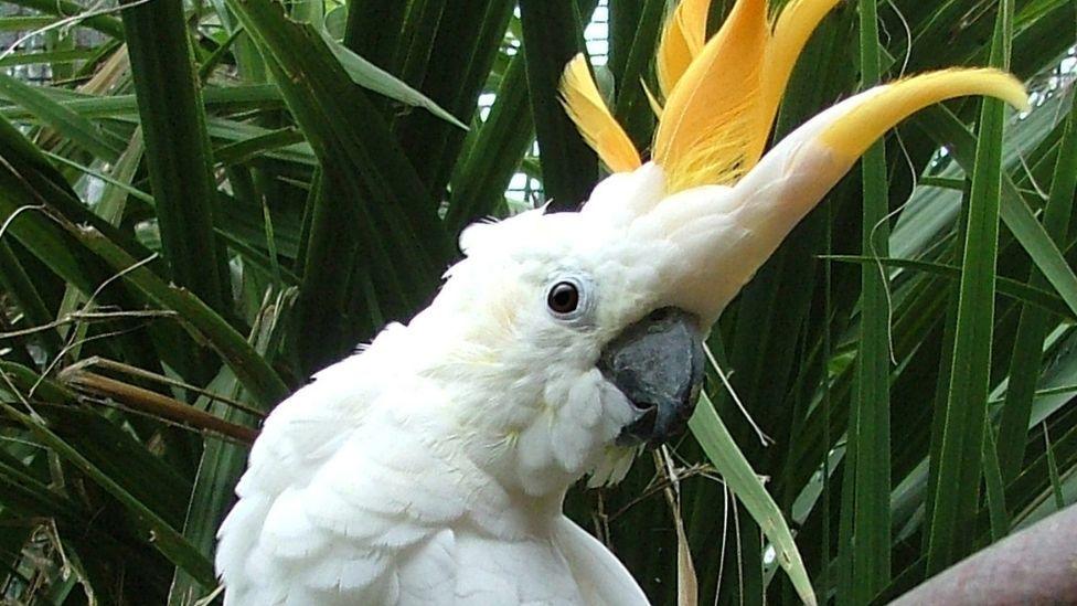 'Another feather in his cap' as parrot named after 'hat-trick hero'