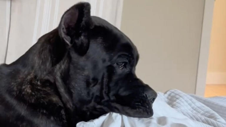 Un chien Cane Corso adopte une étrange attitude : les internautes sont ...