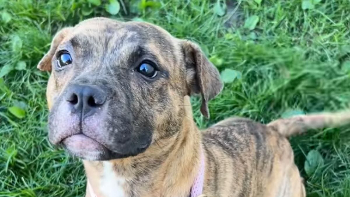 Perro atado al borde de la carretera: los rescatistas se quedan ...