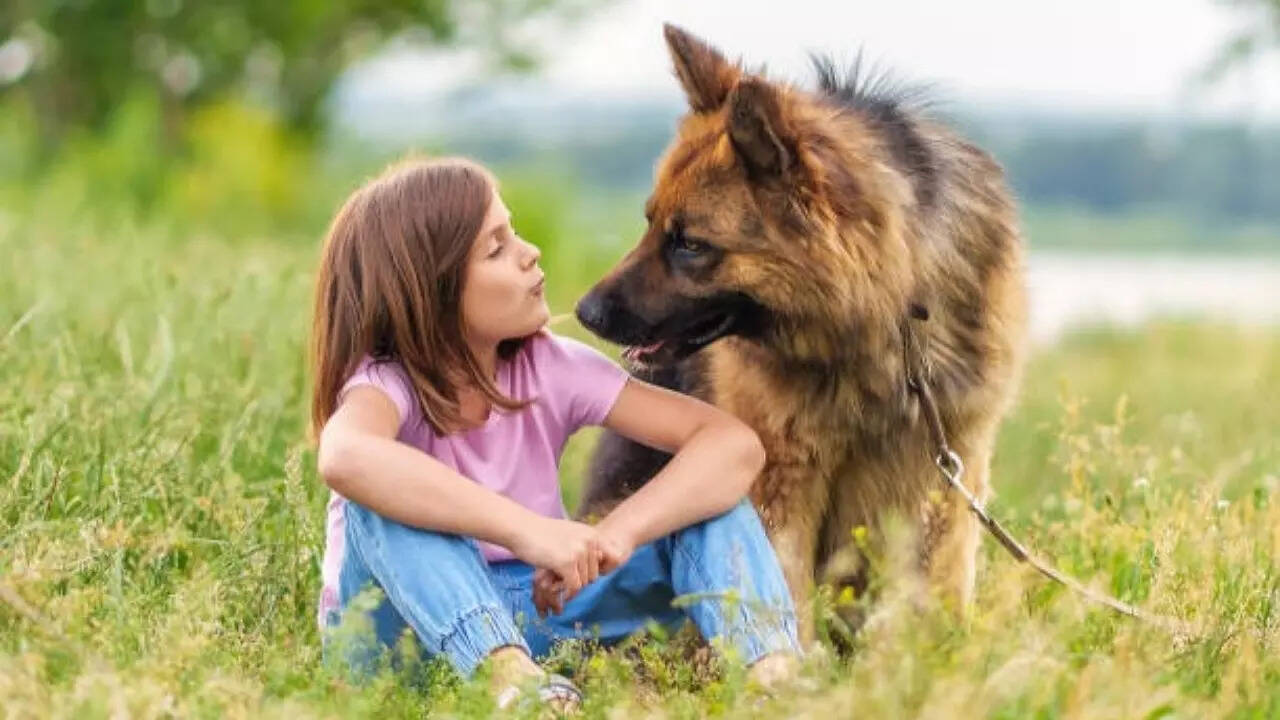 German Shepherd: 7 reasons why this dog breed is good for children