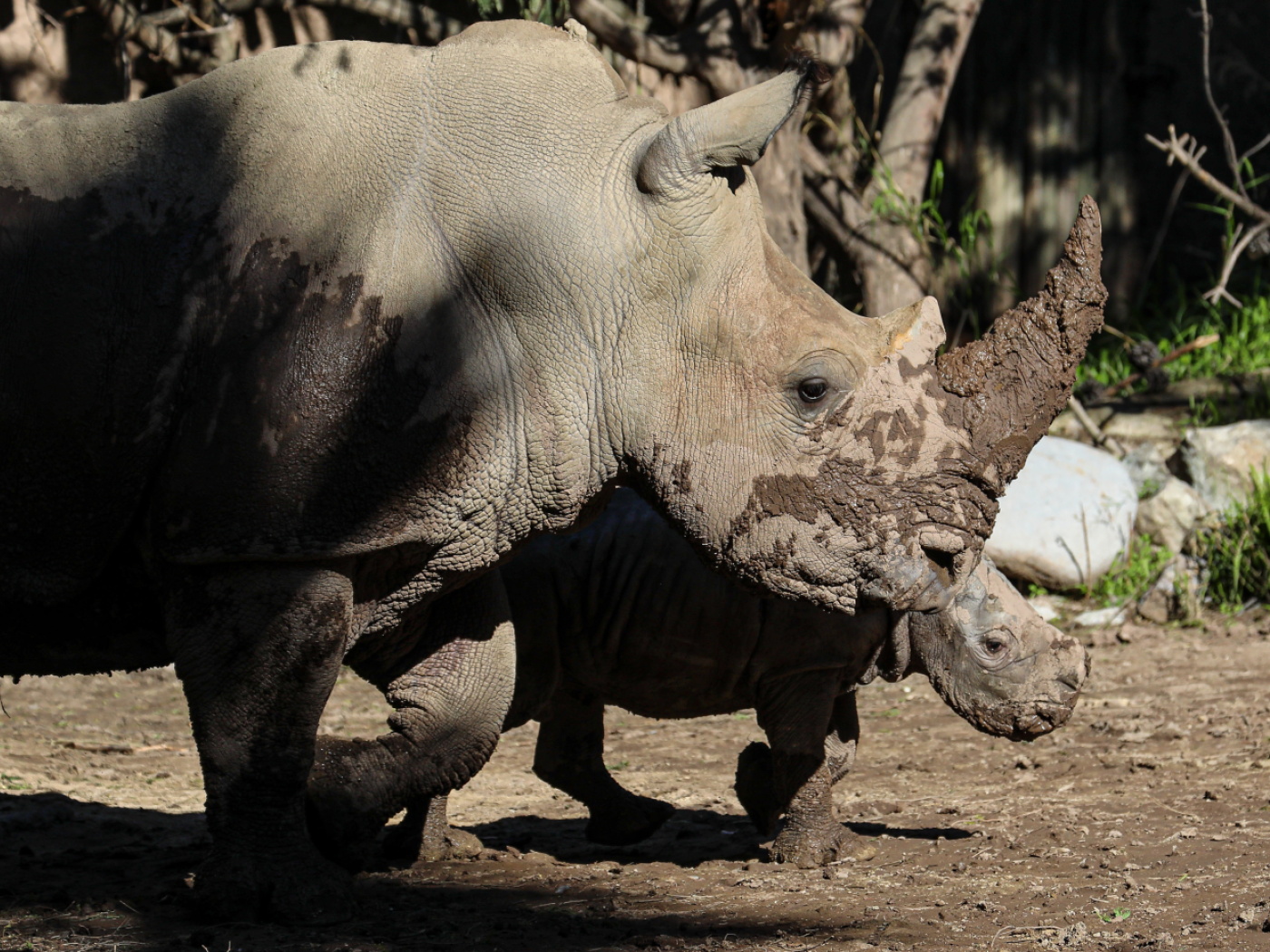 Saisie record de cornes de rhinocéros à Singapour