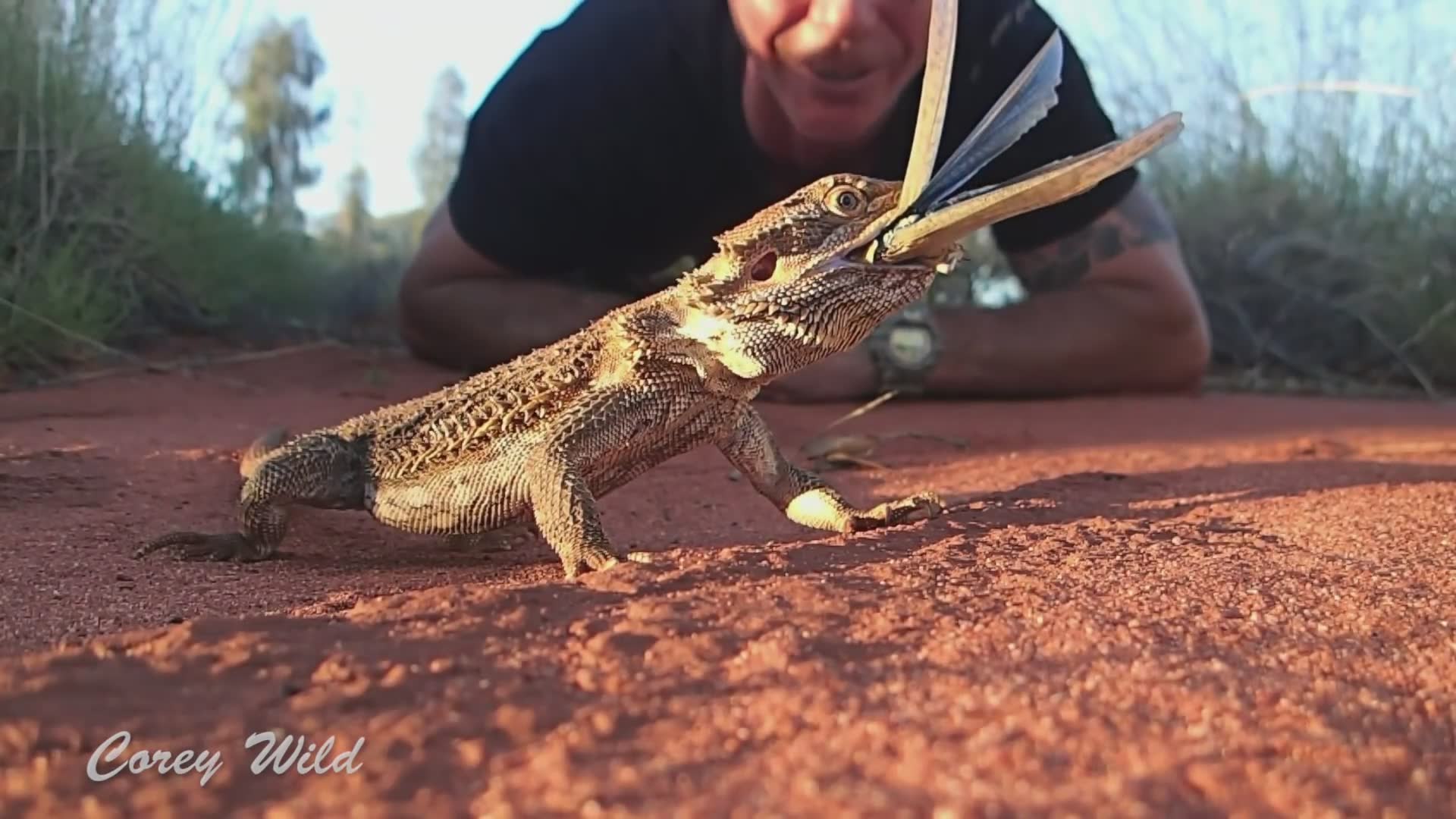 Exploring the diet and care requirements of bearded dragons as ideal ...