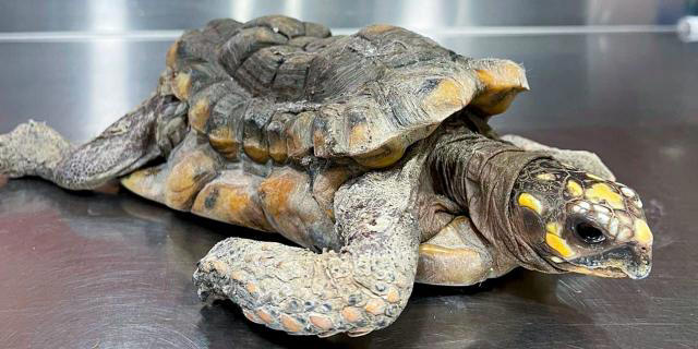 Treinta años sin libertad: la historia de una tortuga que vivió bajo ...