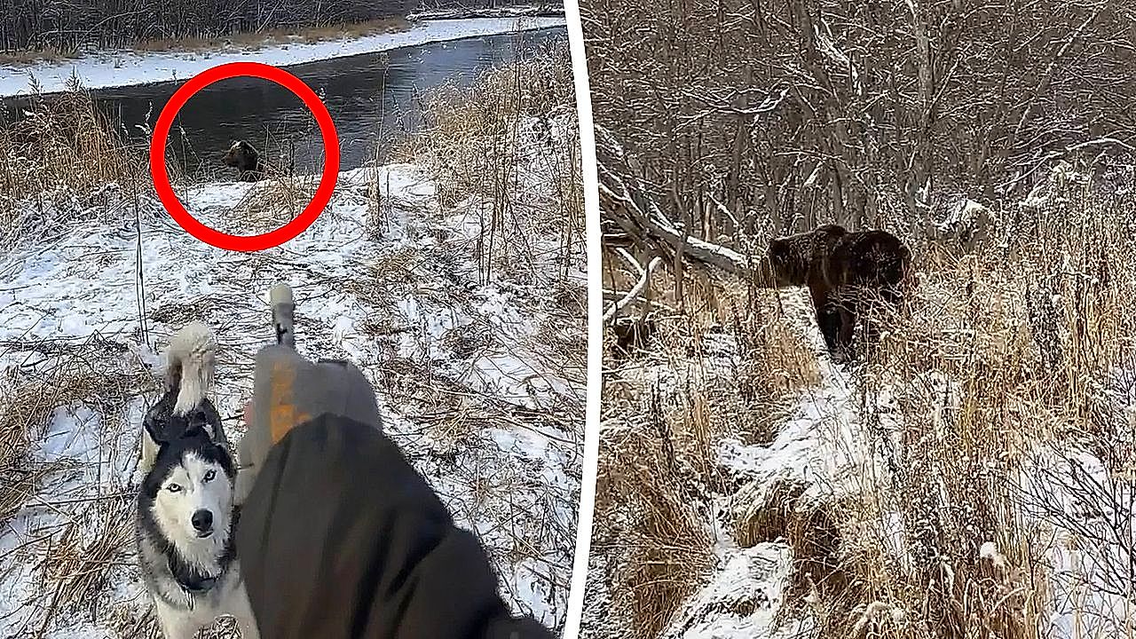 Husky avvista l'intruso: incontro ravvicinato da brividi con un orso