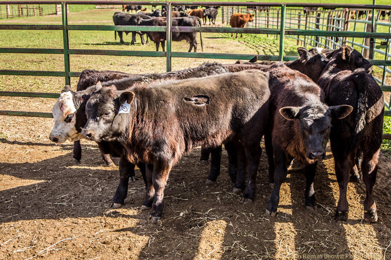 Gray Wolves' Return To California Takes A Dark Turn After State Killings