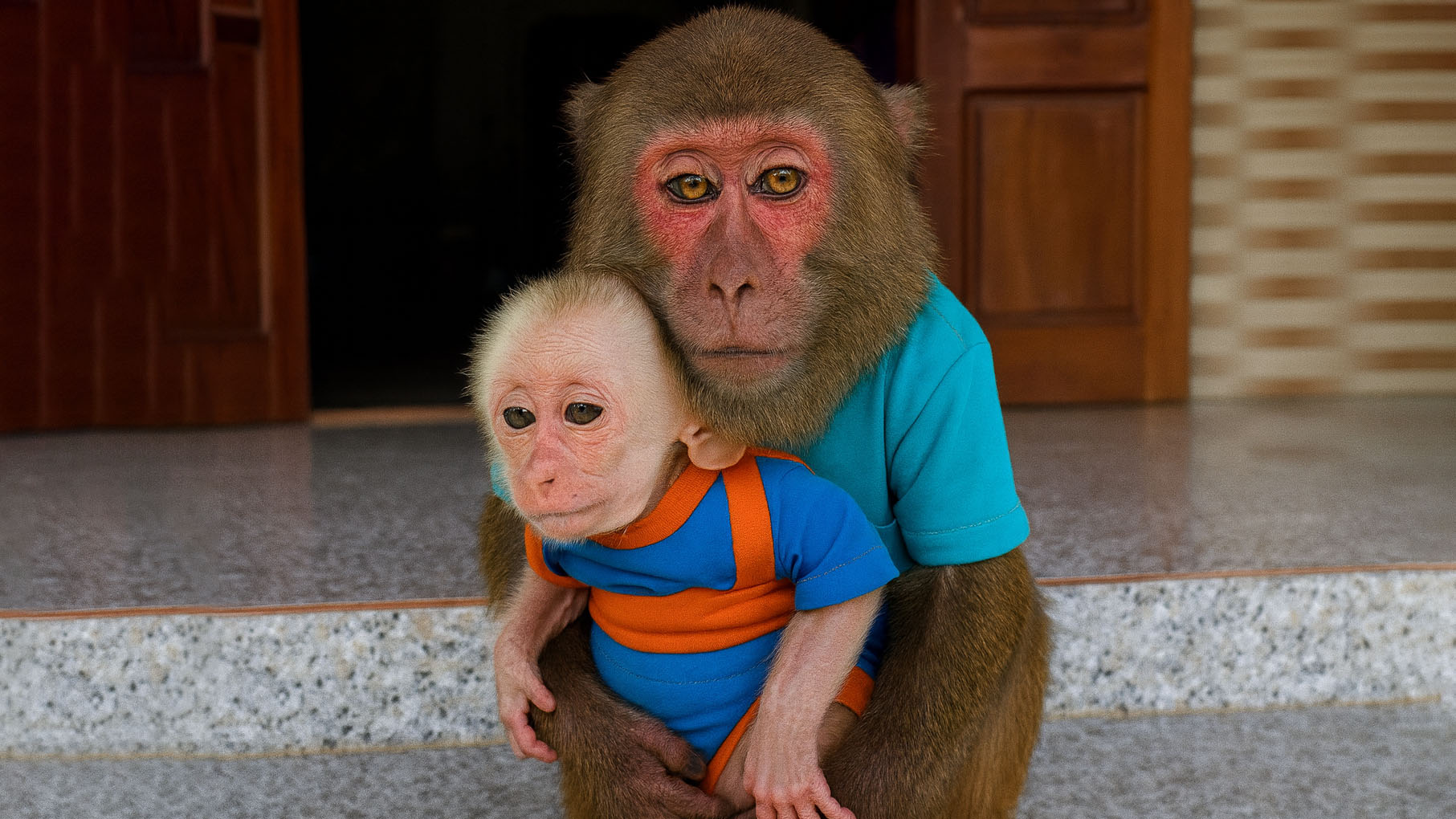Baby Monkey Surprised as Mom Gives Birth!
