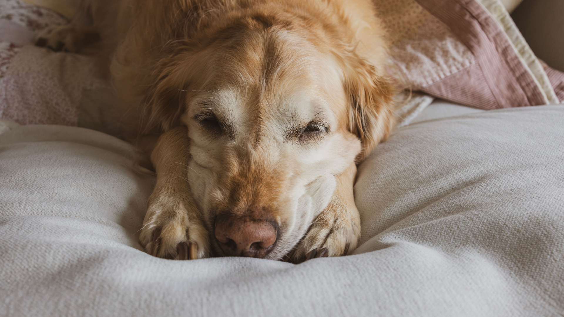 10 Things That Quietly Stress Out Senior Dogs
