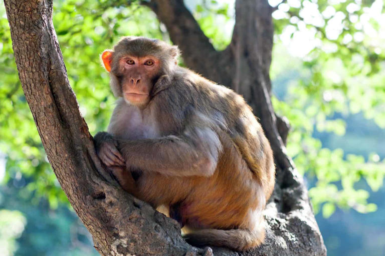 The Bizarre History of Morgan Island South Carolina’s Monkey Colony