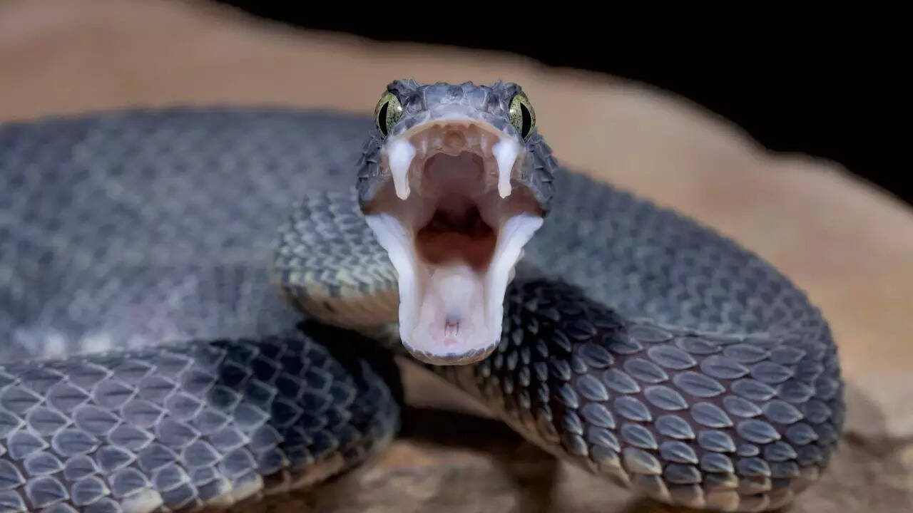 How snakes strike in under 100 milliseconds: Inside the speed ...